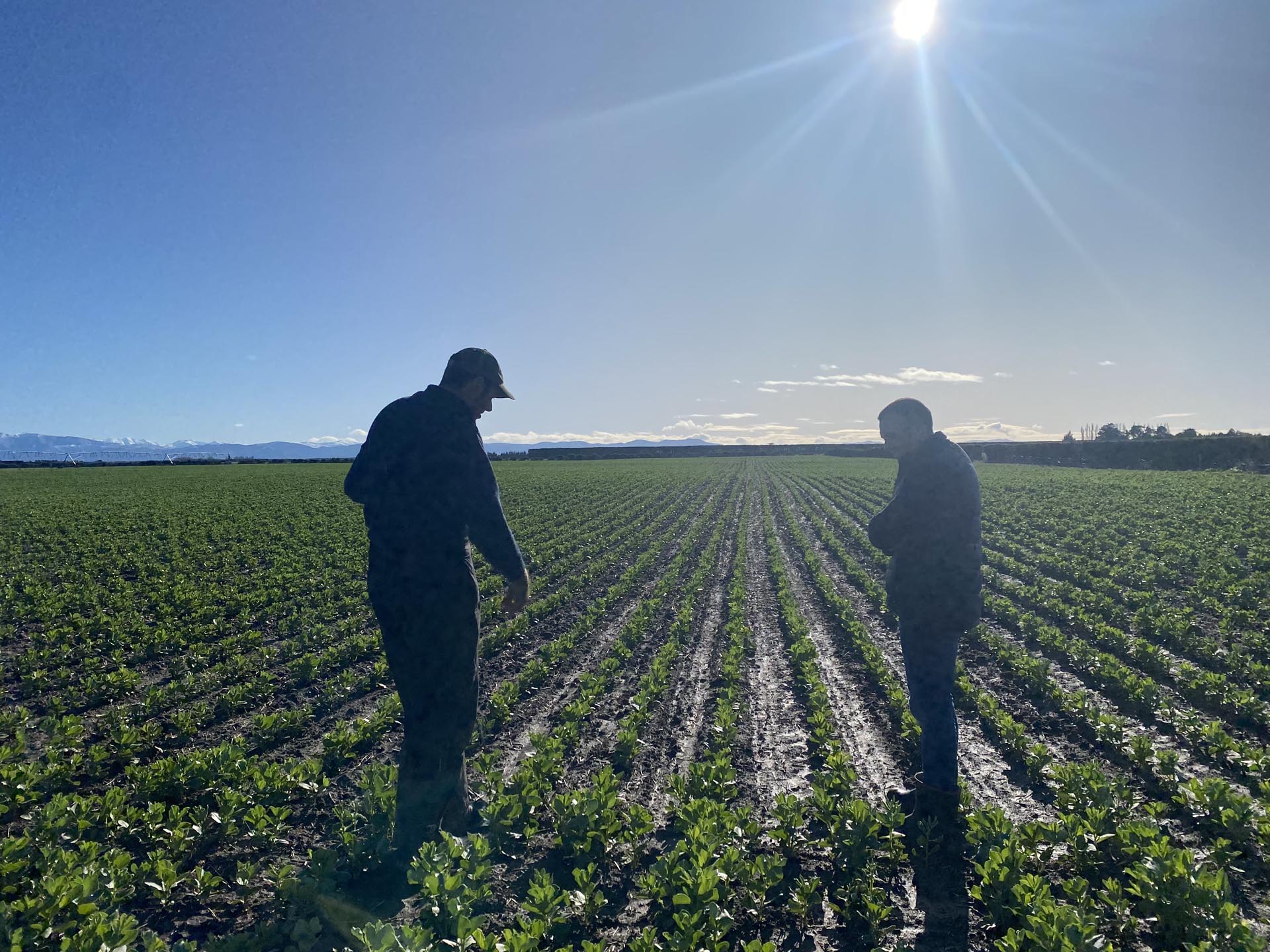 Independent Recommendations and Advice - Dickie Direct