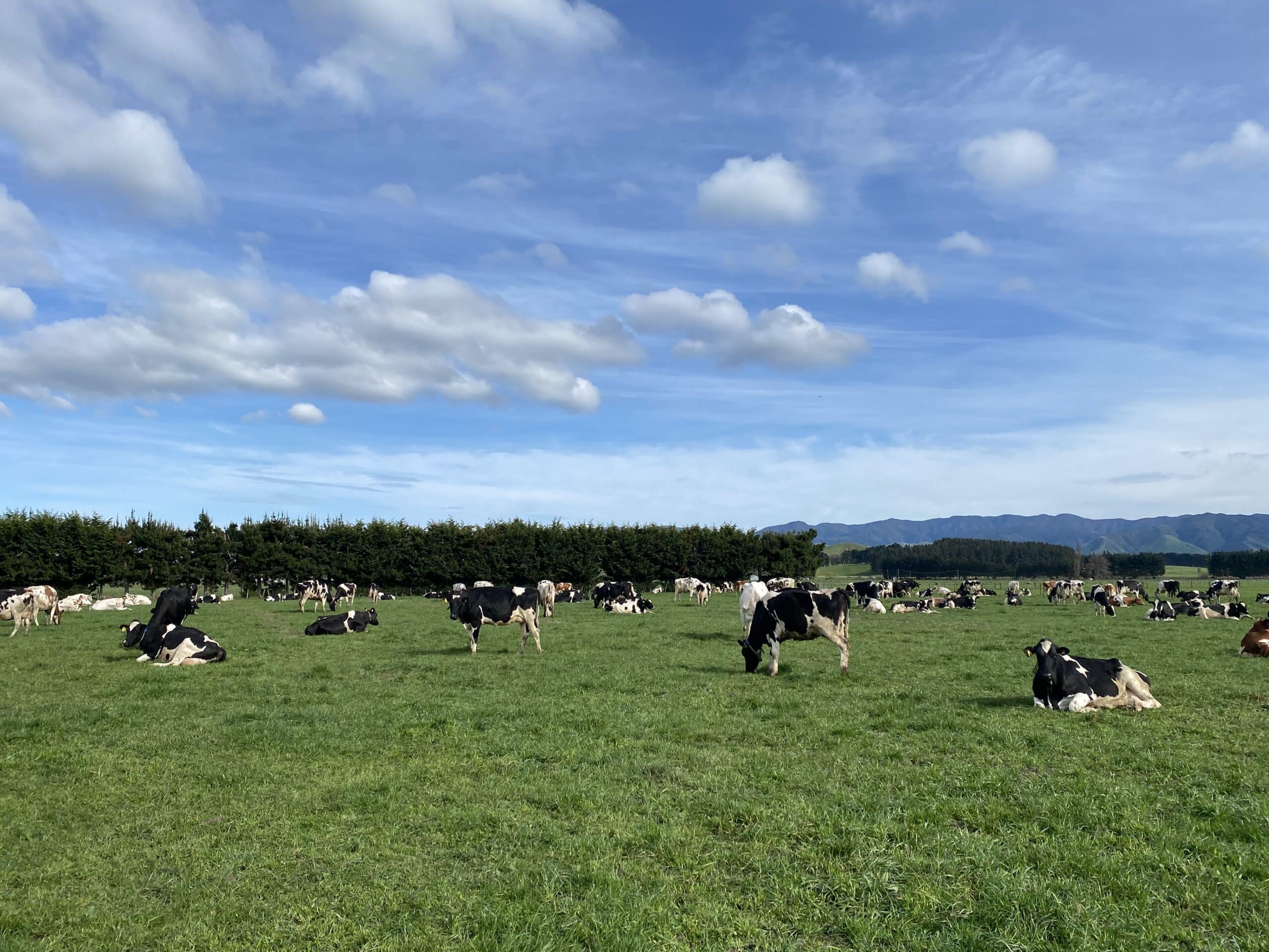 Environmental and NZFAP Plus – MyEnviro - Dickie Direct